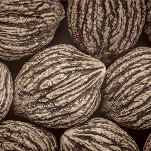 1 LB Black Walnut Tree Seeds – Fresh Harvested | Grow Nut Trees for ...