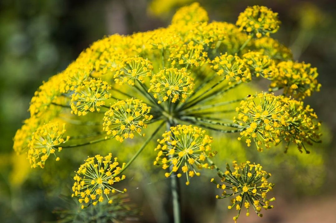 DILL Mammoth Seeds for Herb Garden 100+ Dill Seeds - Etsy