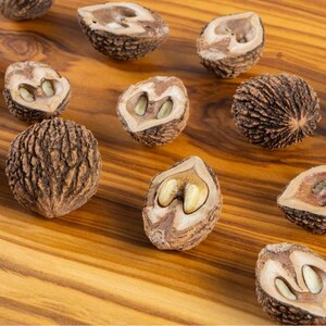 1 LB Black Walnut Tree Seeds – Fresh Harvested | Grow Nut Trees for ...