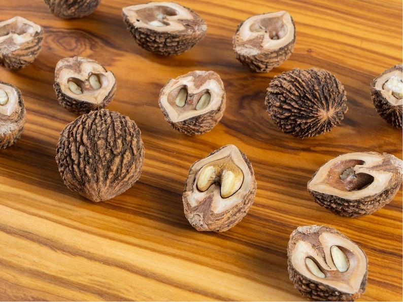 Black Walnut Hull Juglans Nigra Premium Dried From Green Walnut Hulls ...