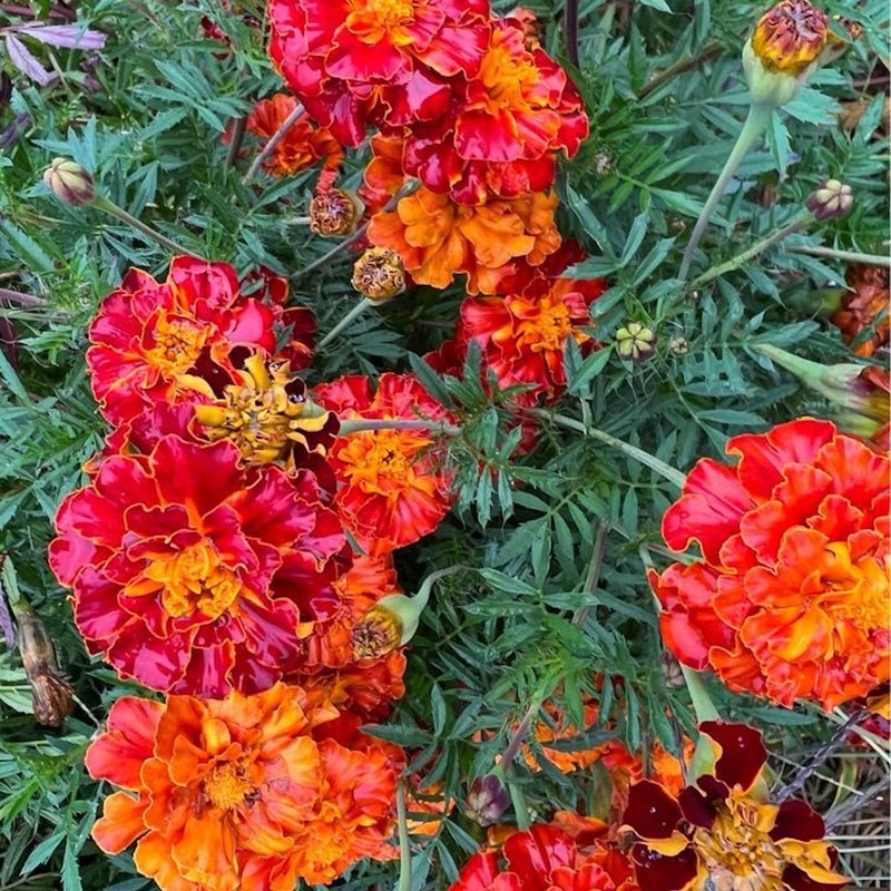 Orders in French - Etsy