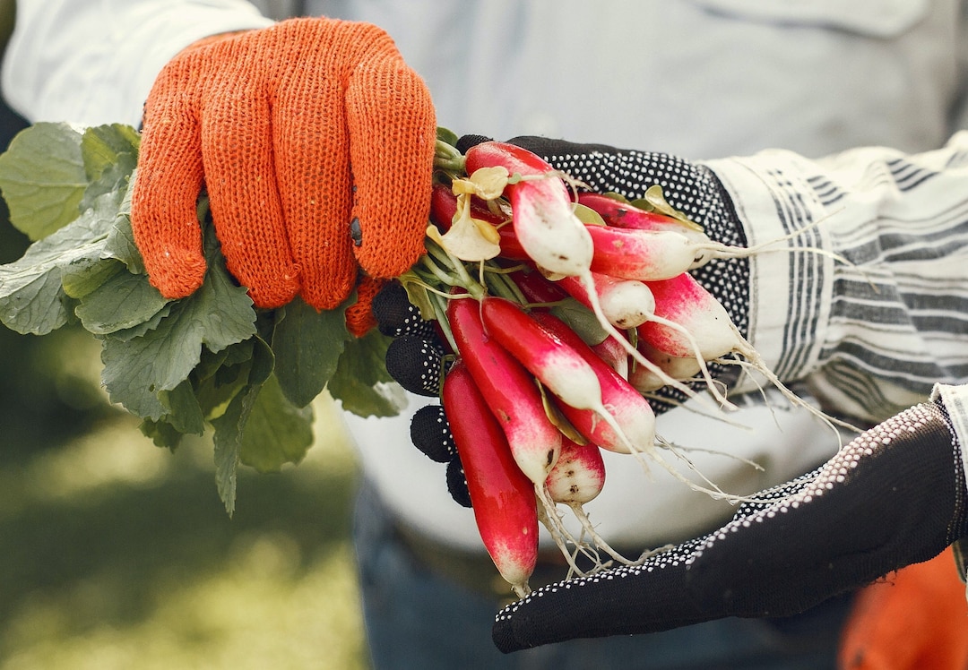 French Dressing Radish Seeds for Vegetable Garden 75+ Seeds - Etsy