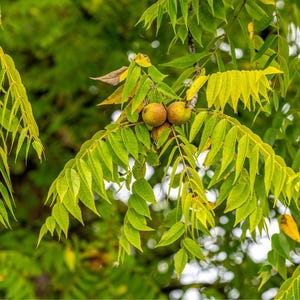 1 LB Black Walnut Tree Seeds – Fresh Harvested | Grow Nut Trees for ...