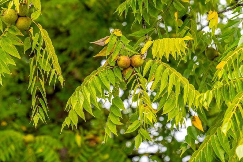 Black Walnut Hull Juglans Nigra Premium Dried From Green Walnut Hulls ...