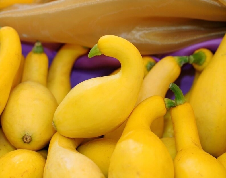 Summer Squash Early Summer Crookneck Seeds for Vegetable Garden 15 ...