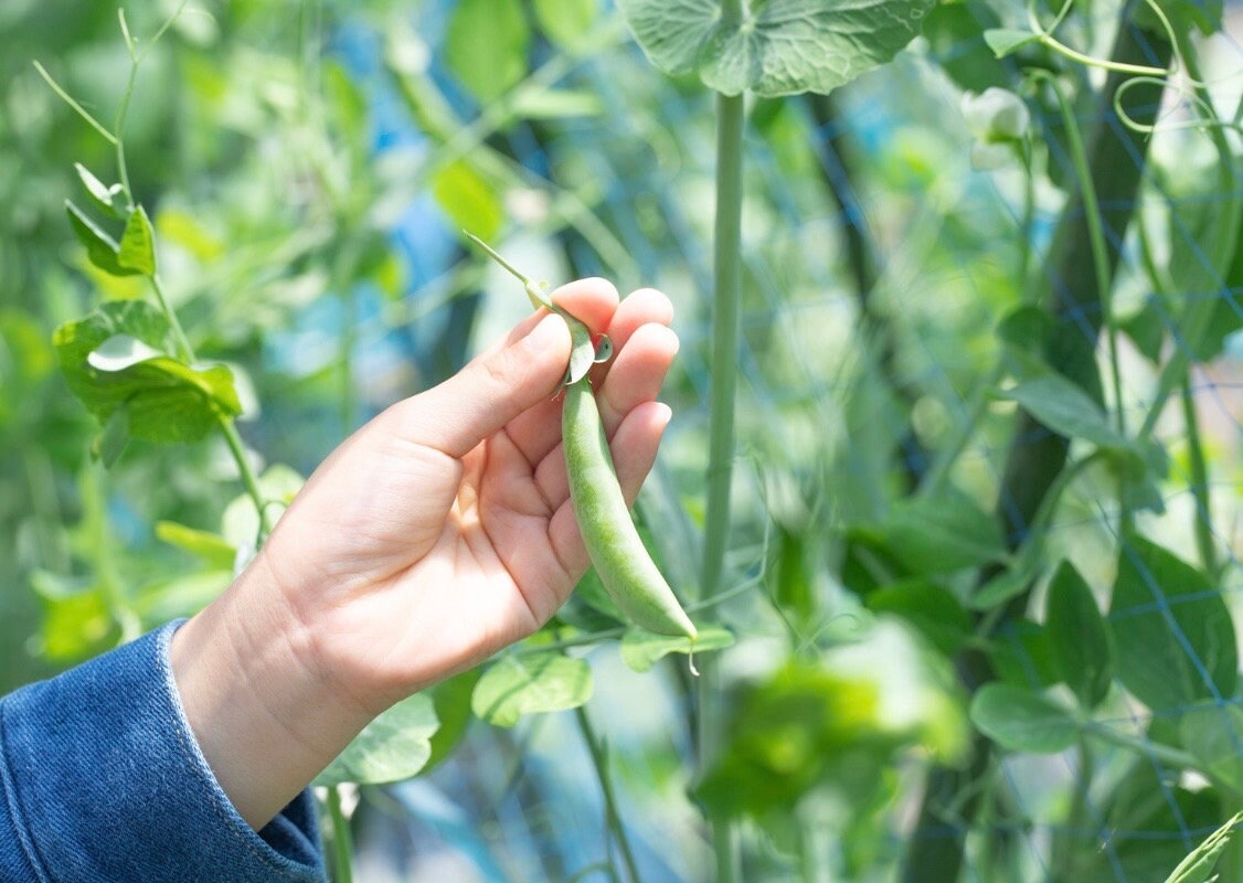 Super Snappy Snap Pea Seeds for Vegetable Garden Sugar Snap Super ...