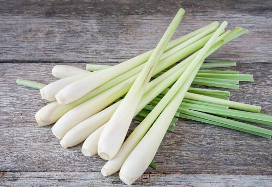 Bunching Onion Evergreen Long White Seeds for Vegetable Garden - Etsy