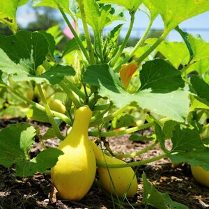 Summer Squash Early Summer Crookneck Seeds for Vegetable Garden 15 ...