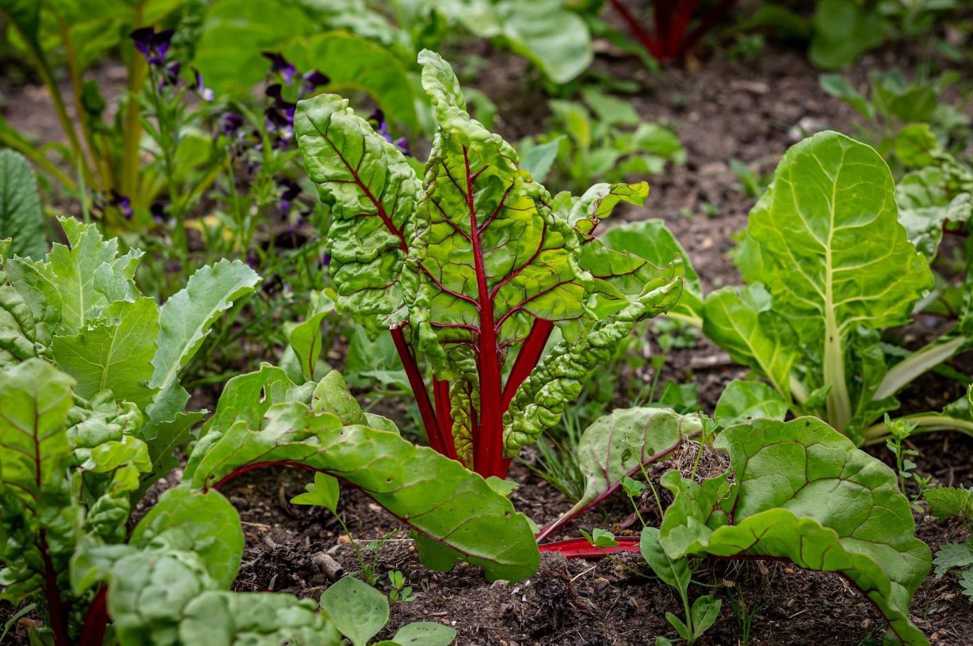 100 Seeds Organic SWISS CHARD Ruby Red Seeds for Vegetable Garden - Etsy