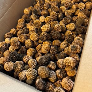 1 LB Black Walnut Tree Seeds – Fresh Harvested | Grow Nut Trees for ...