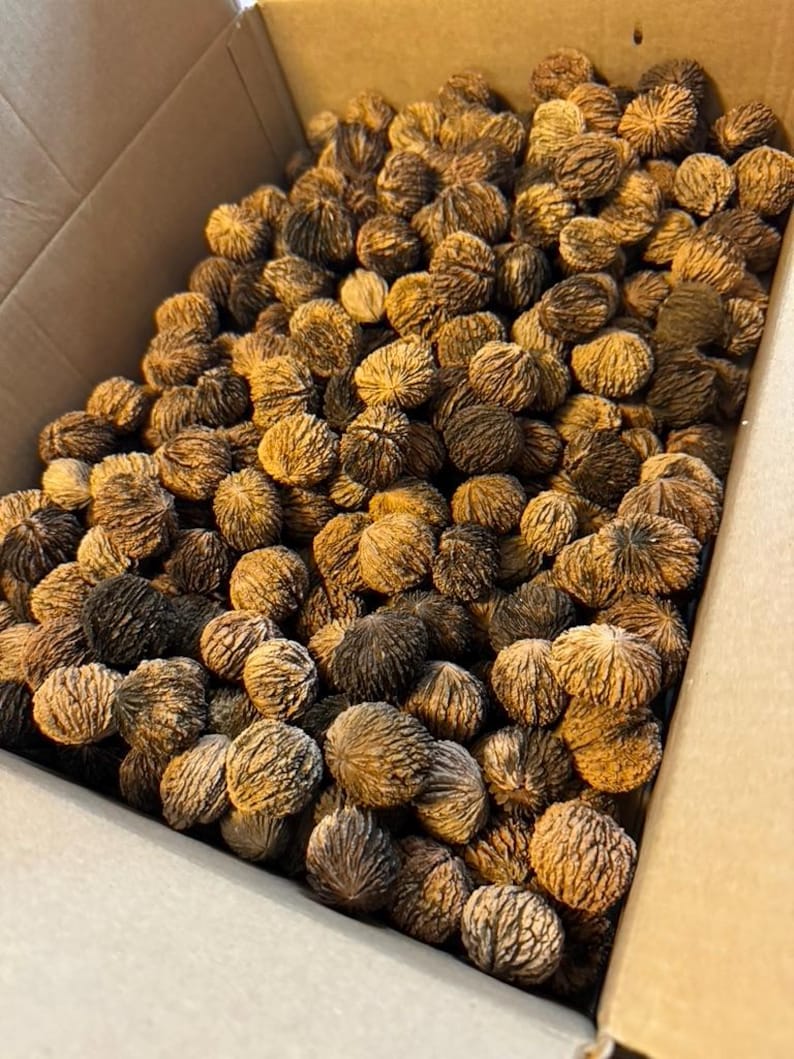 Black Walnut Hull Juglans Nigra Premium Dried From Green Walnut Hulls ...
