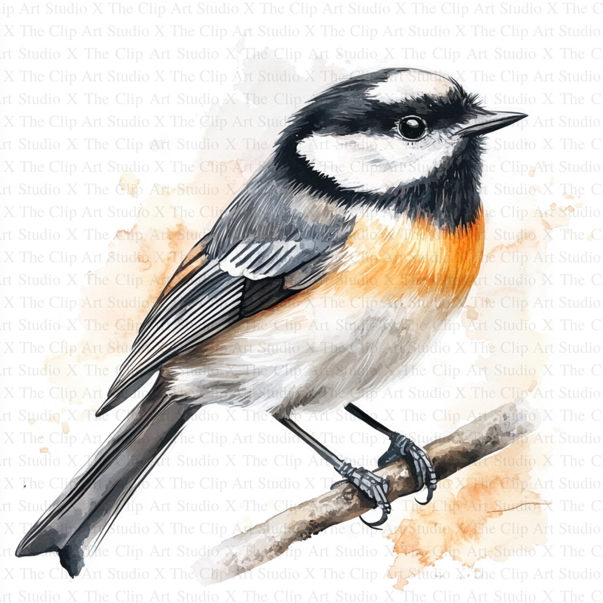 Chickadee Clipart | 10 High Quality Jpgs | Digital Download | Card ...