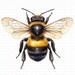 Watercolor Bumblebee Clipart | 10 High Quality Jpgs | Instant Digital ...