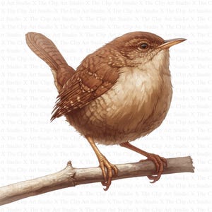 Wren Clipart | 10 High Quality Jpgs | Digital Download | Nursery Art ...