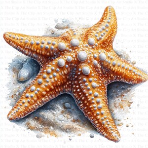 Starfish Clipart | 10 High Quality Jpgs | Digital Download | Card ...