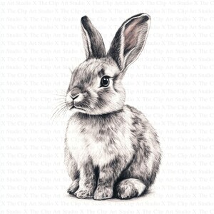 Bunny Black Ink Clipart | 10 High Quality Jpgs | Instant Digital ...