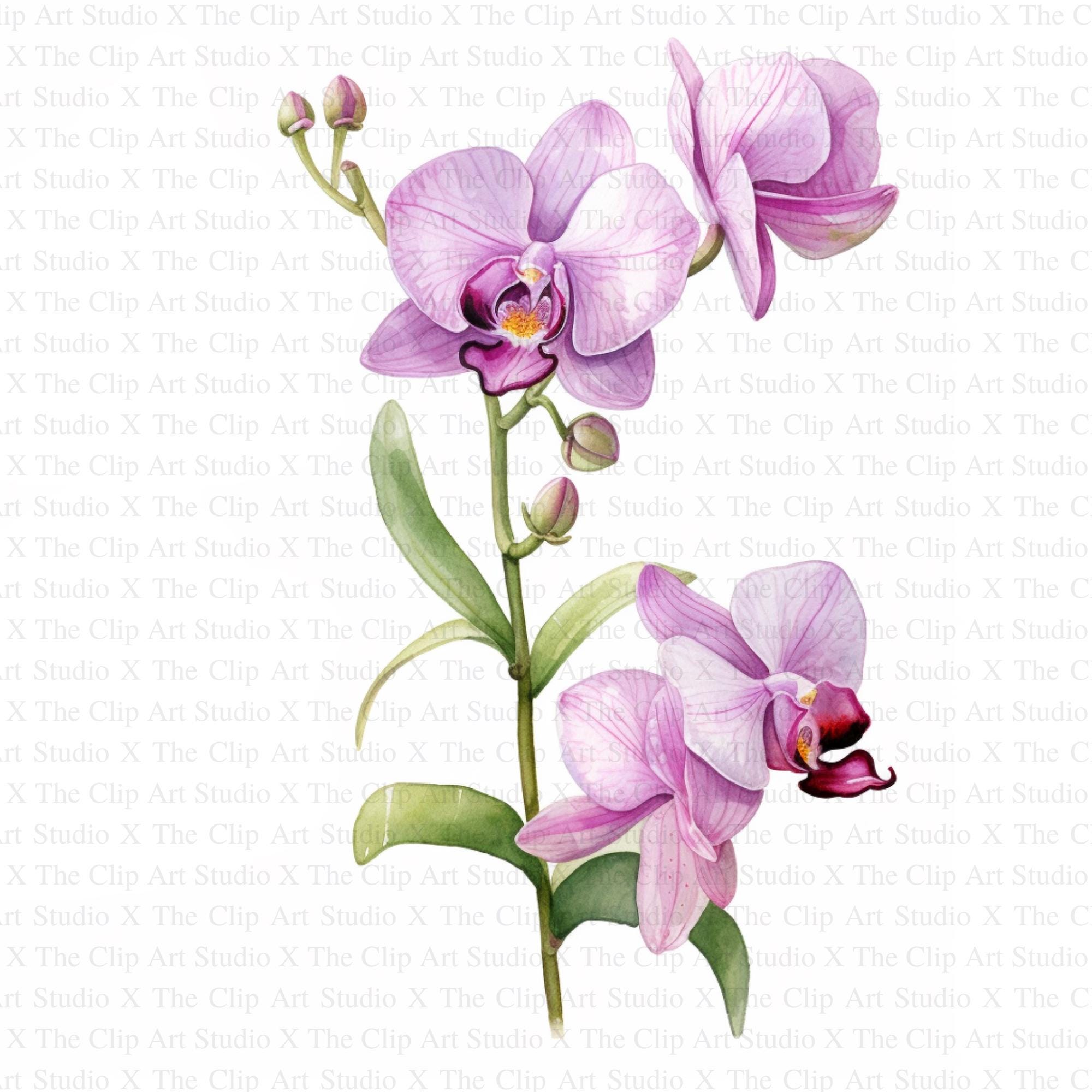 Orchid Clipart | 10 High Quality Jpgs | Digital Download | Card Making ...