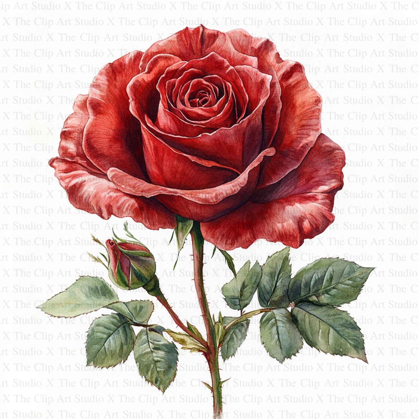 Watercolor Red Rose Clipart | 10 High Quality Jpgs | Digital Download ...