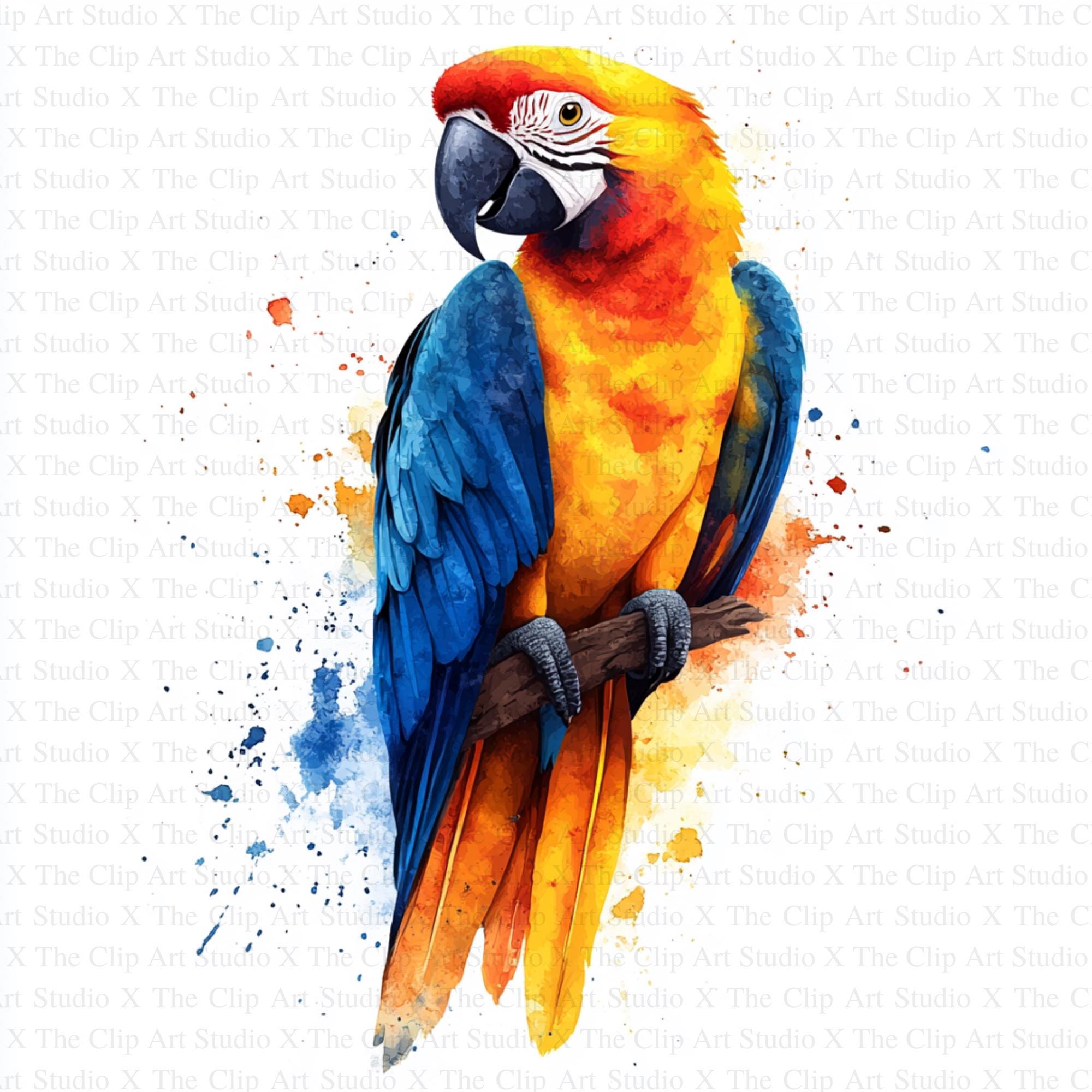 Colorful Parrot Clipart 10 High Quality Jpgs Digital Download Nursery ...