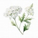 Yarrow Clipart | 10 High Quality Jpgs | Digital Download | Card Making ...