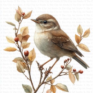 Wren Clipart | 10 High Quality Jpgs | Digital Download | Nursery Art ...