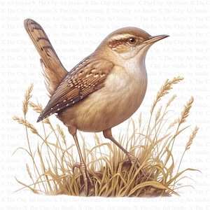 Wren Clipart | 10 High Quality Jpgs | Digital Download | Nursery Art ...