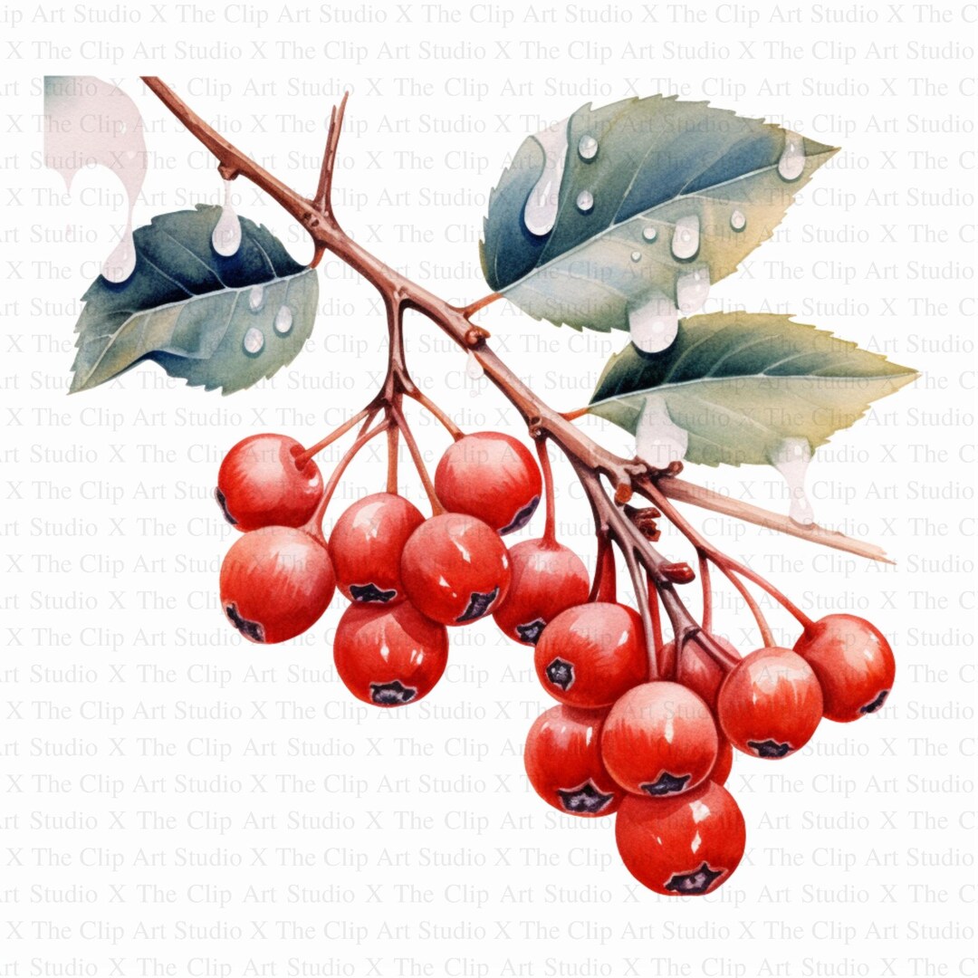 Winter Berries Clipart | 10 High Quality Jpgs | Digital Download | Card ...