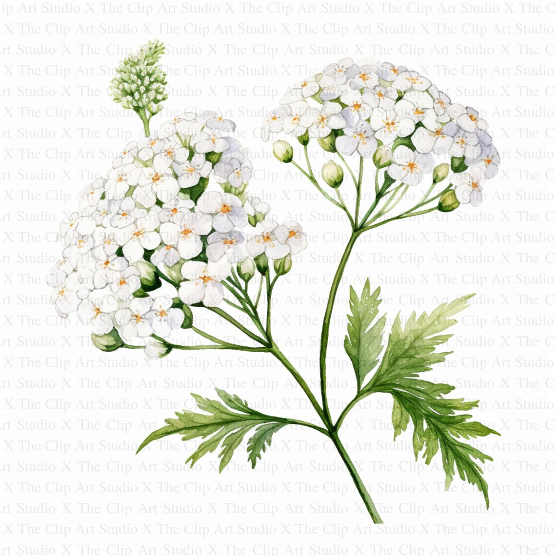 Yarrow Clipart | 10 High Quality Jpgs | Digital Download | Card Making ...
