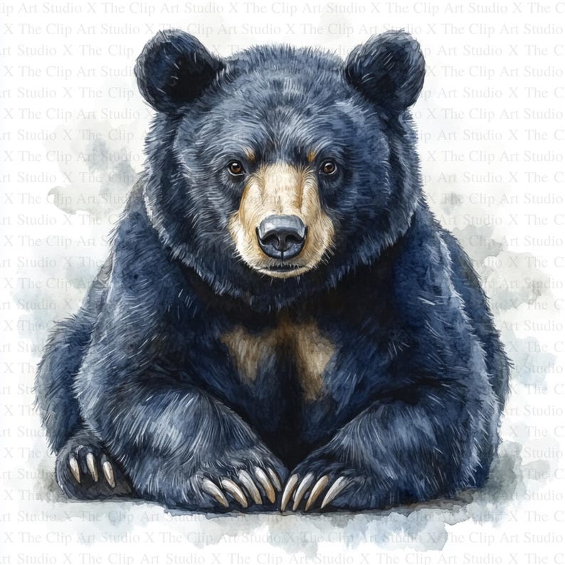 Watercolor Black Bear Clipart 10 High Quality Jpgs Digital Download ...