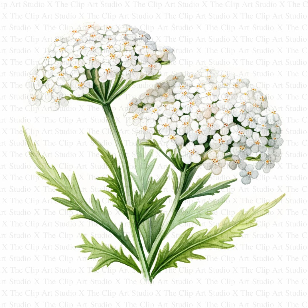 Yarrow Clipart | 10 High Quality Jpgs | Digital Download | Card Making ...