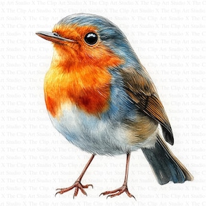 Spring Robin Clipart | 10 High Quality Jpgs | Digital Download ...