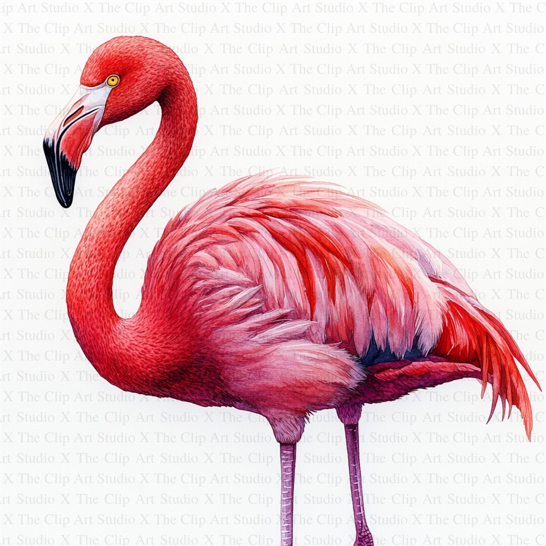Flamingo Clipart | 10 High Quality Jpgs | Digital Download | Flamingo ...