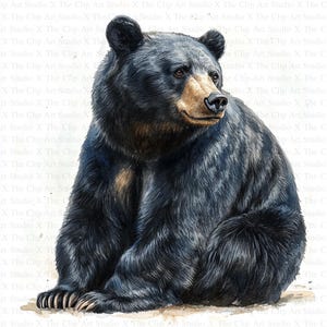 Watercolor Black Bear Clipart | 10 High Quality Jpgs | Digital Download ...