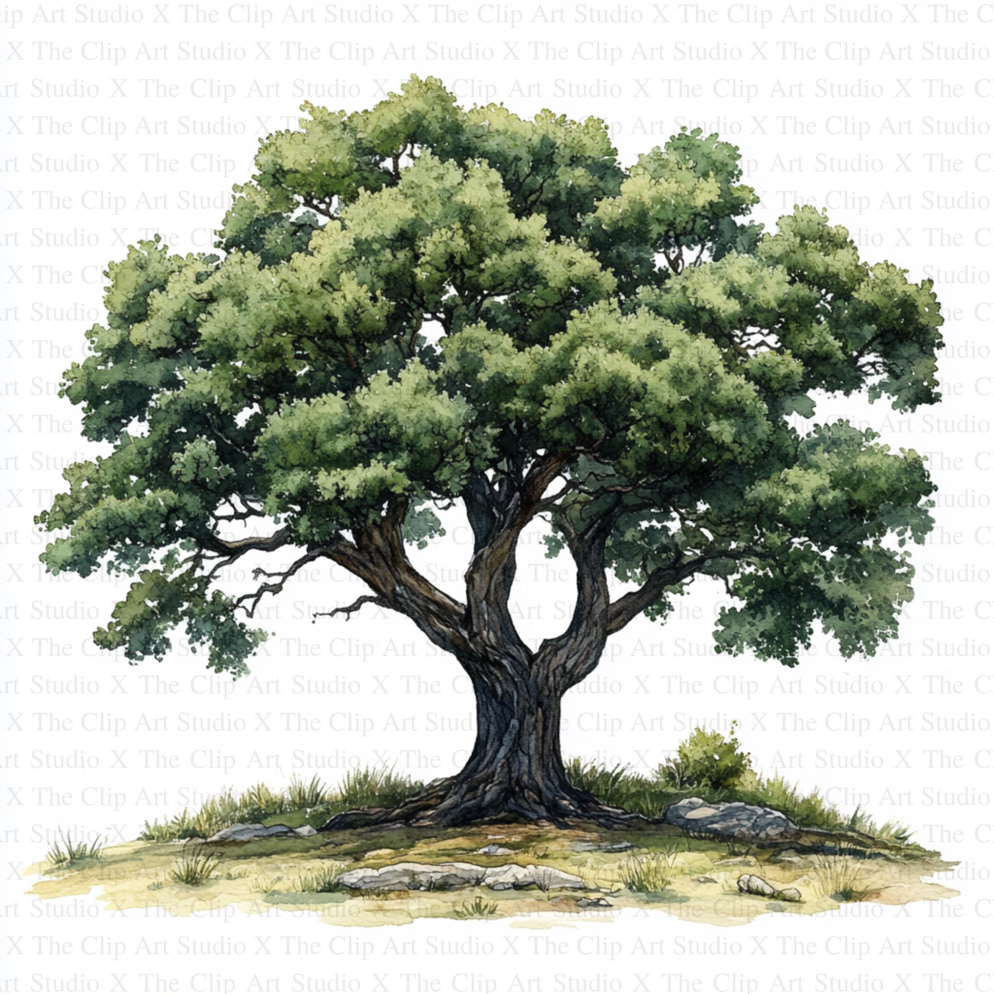 Oak Trees Clipart 10 High Quality Jpgs Digital Download Card Making ...