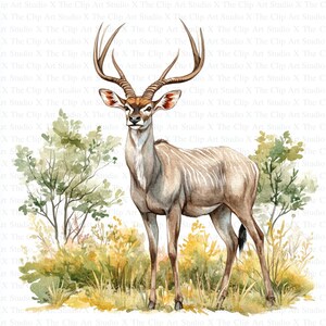Great Kudu Clipart | 10 High Quality Jpgs | Instant Digital Download ...