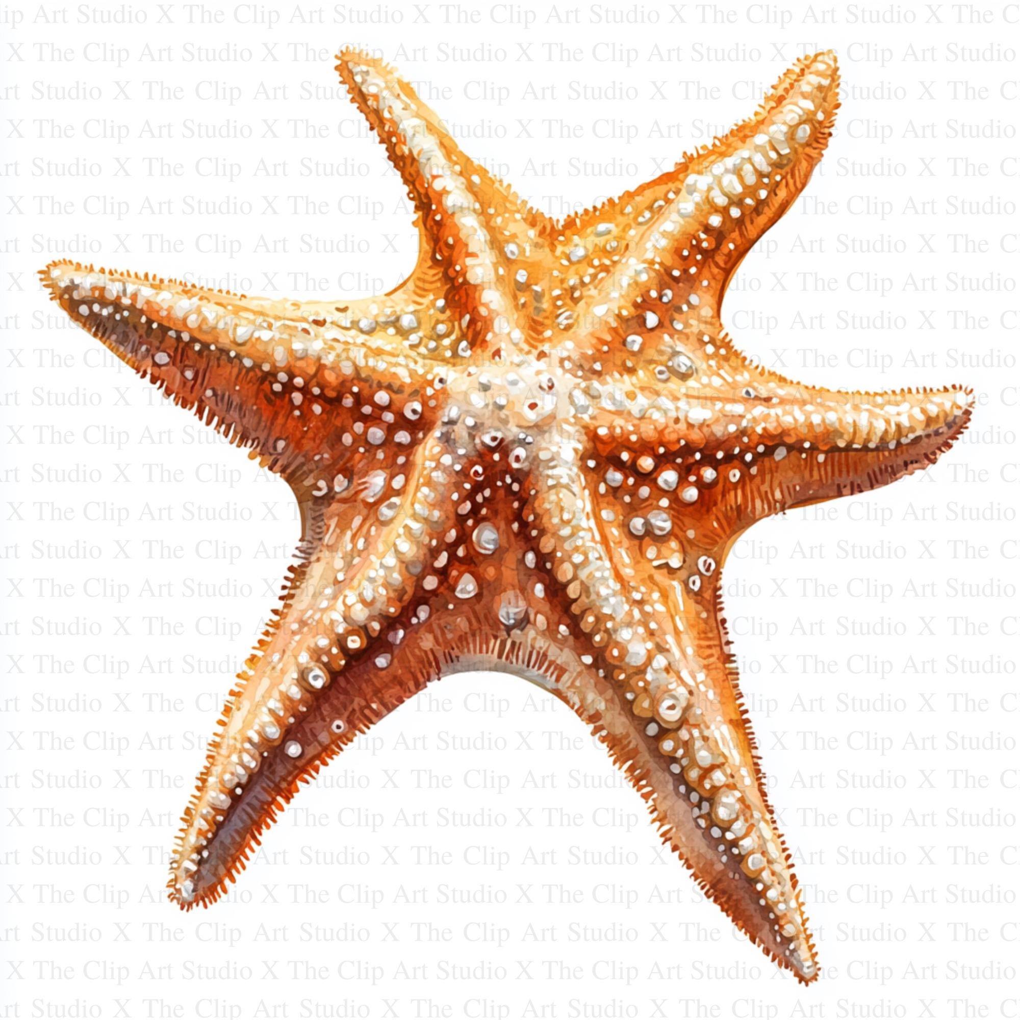 Starfish Clipart 10 High Quality Jpgs Digital Download Nursery Art Card ...