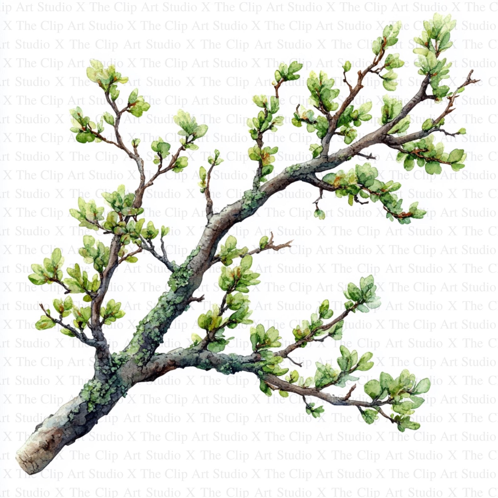 Branch and Moss Clipart 10 High Quality Jpgs Digital Download Botanical ...
