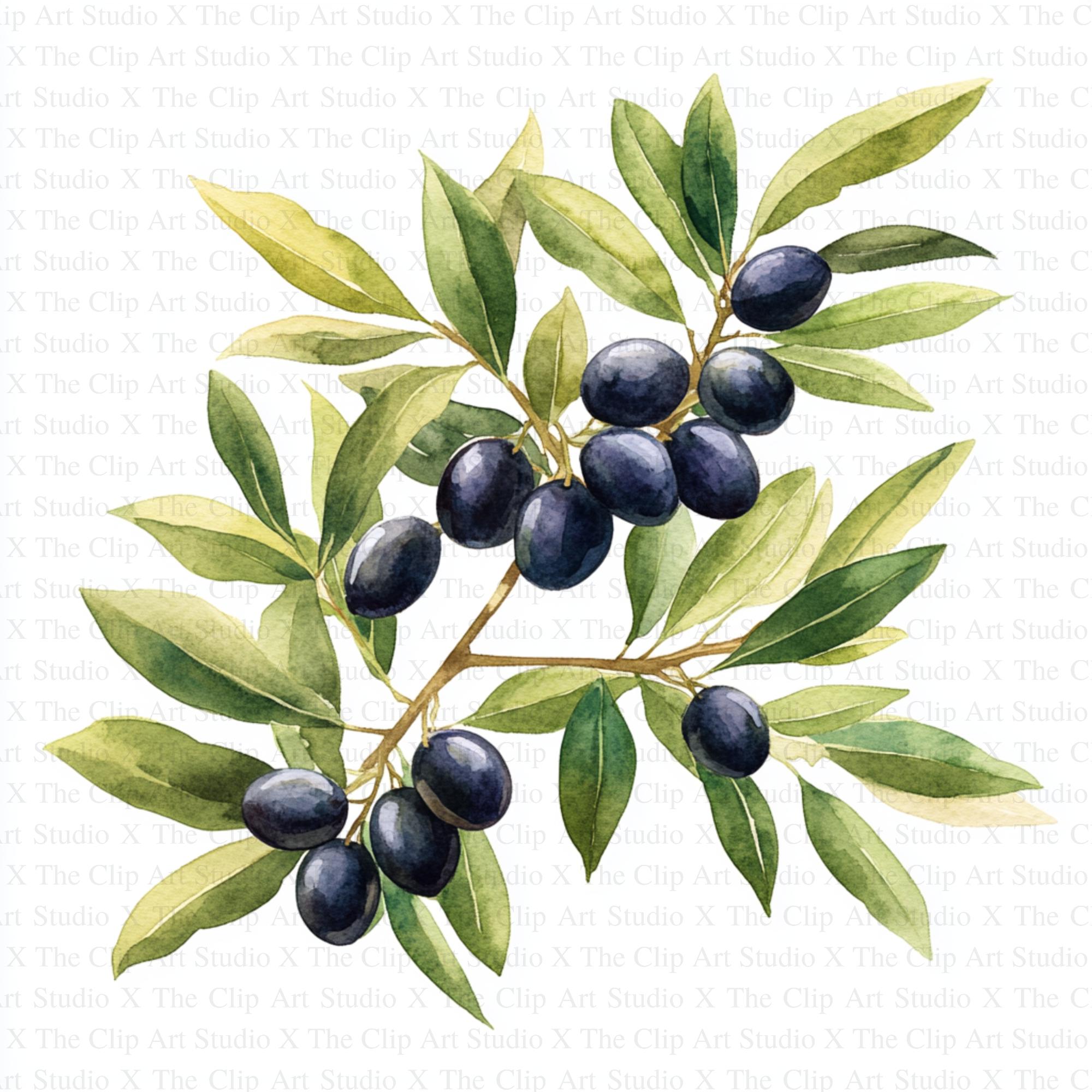 Olive Branches Clipart | 10 High Quality Jpgs | Digital Download ...