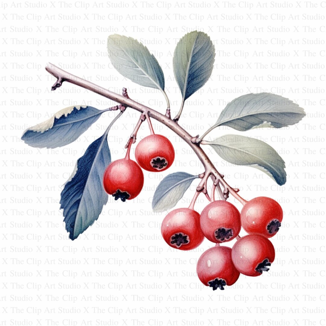 Winter Berries Clipart | 10 High Quality Jpgs | Digital Download | Clip ...