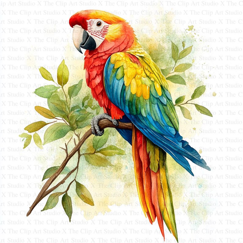 Colorful Parrot Clipart 10 High Quality Jpgs Digital Download Parrot ...