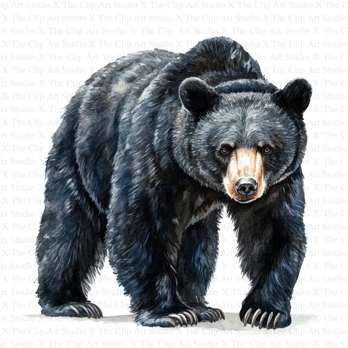 Watercolor Black Bear Clipart | 10 High Quality Jpgs | Digital Download ...