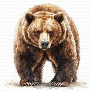 Grizzly Bear Clipart | 10 High Quality Jpgs | Digital Download | Card ...