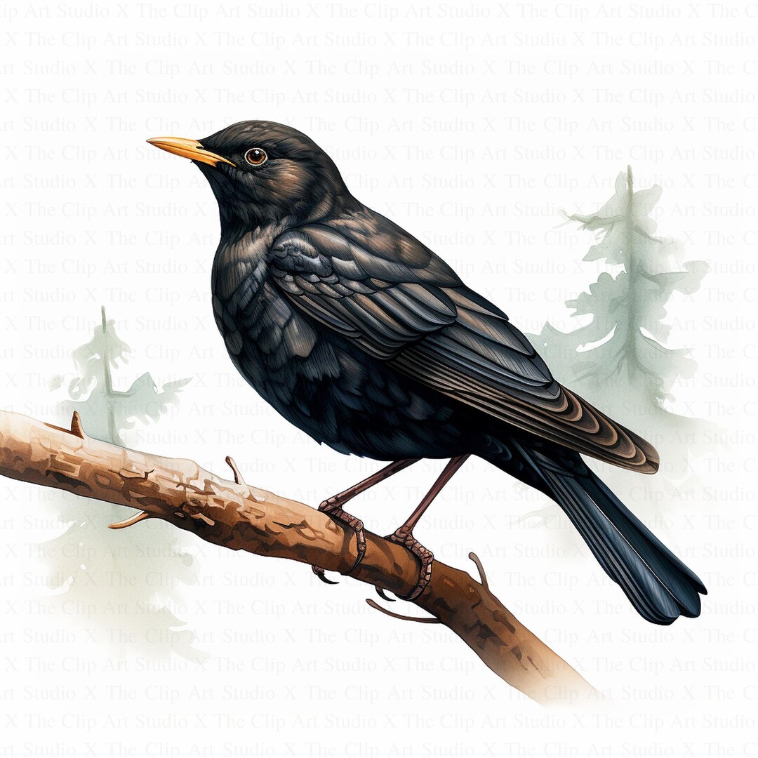 Blackbird Clipart | 10 High Quality Jpgs | Digital Download | Digital ...