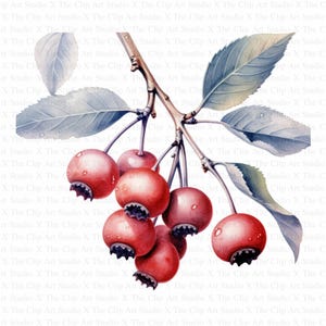 Winter Berries Clipart | 10 High Quality Jpgs | Digital Download | Clip ...