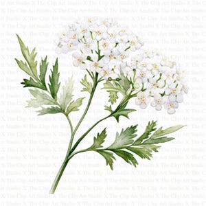 Yarrow Clipart | 10 High Quality Jpgs | Digital Download | Card Making ...