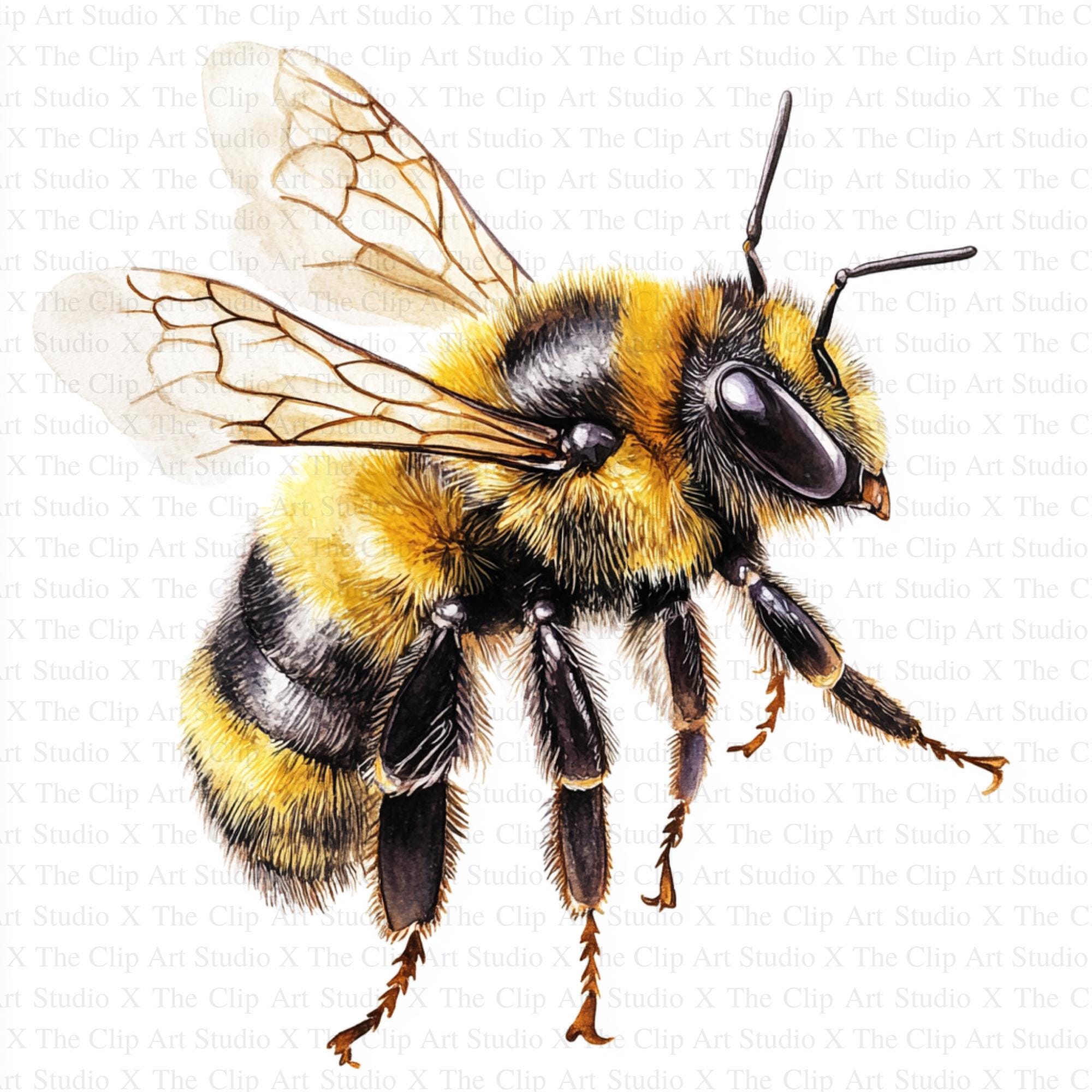 Buzzing Bees Clipart | 10 High Quality Jpgs | Digital Download ...