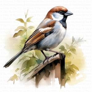 Sparrow Clipart | 10 High Quality Jpgs | Digital Download | Digital ...