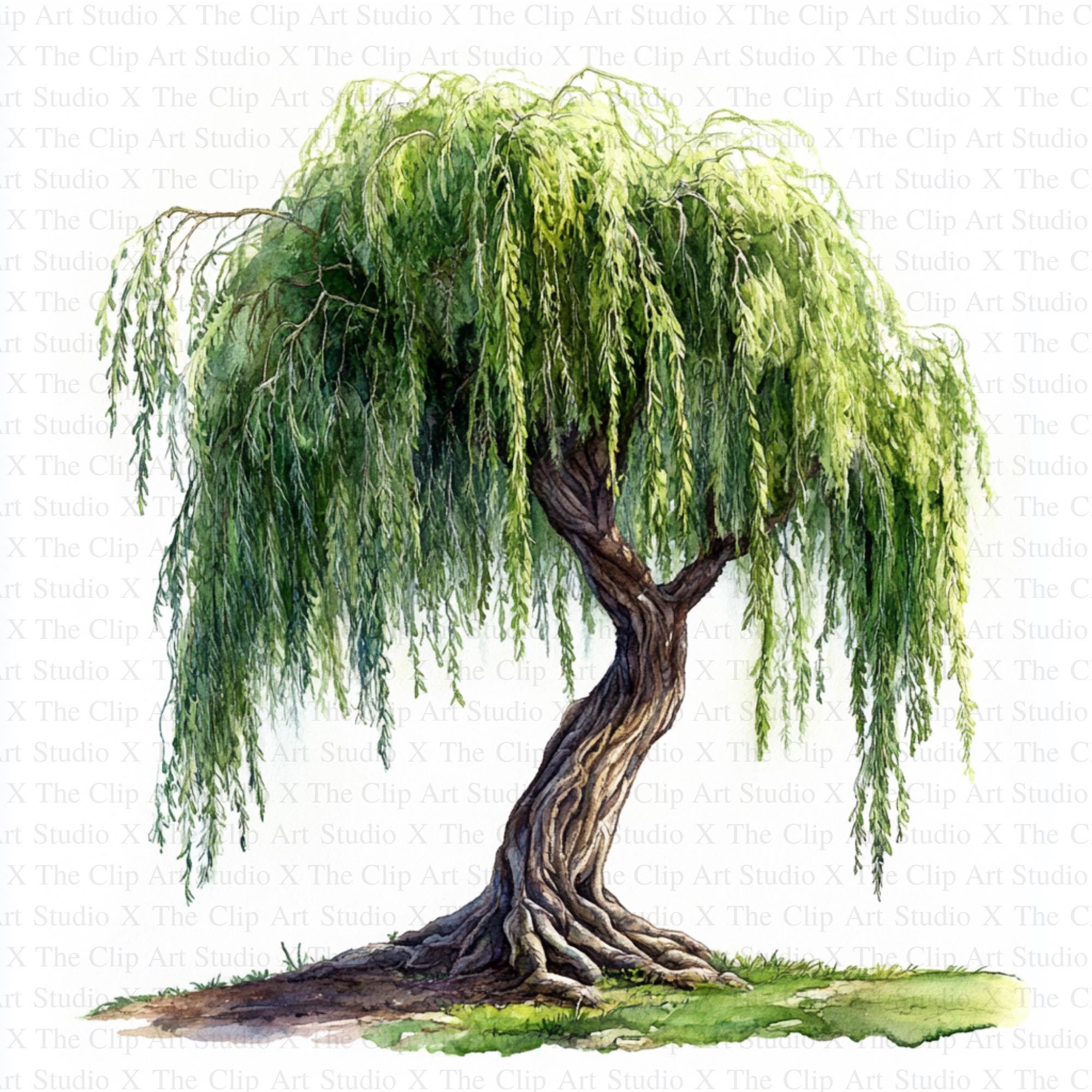 Willow Trees Clipart | 10 High Quality Jpgs | Digital Download ...