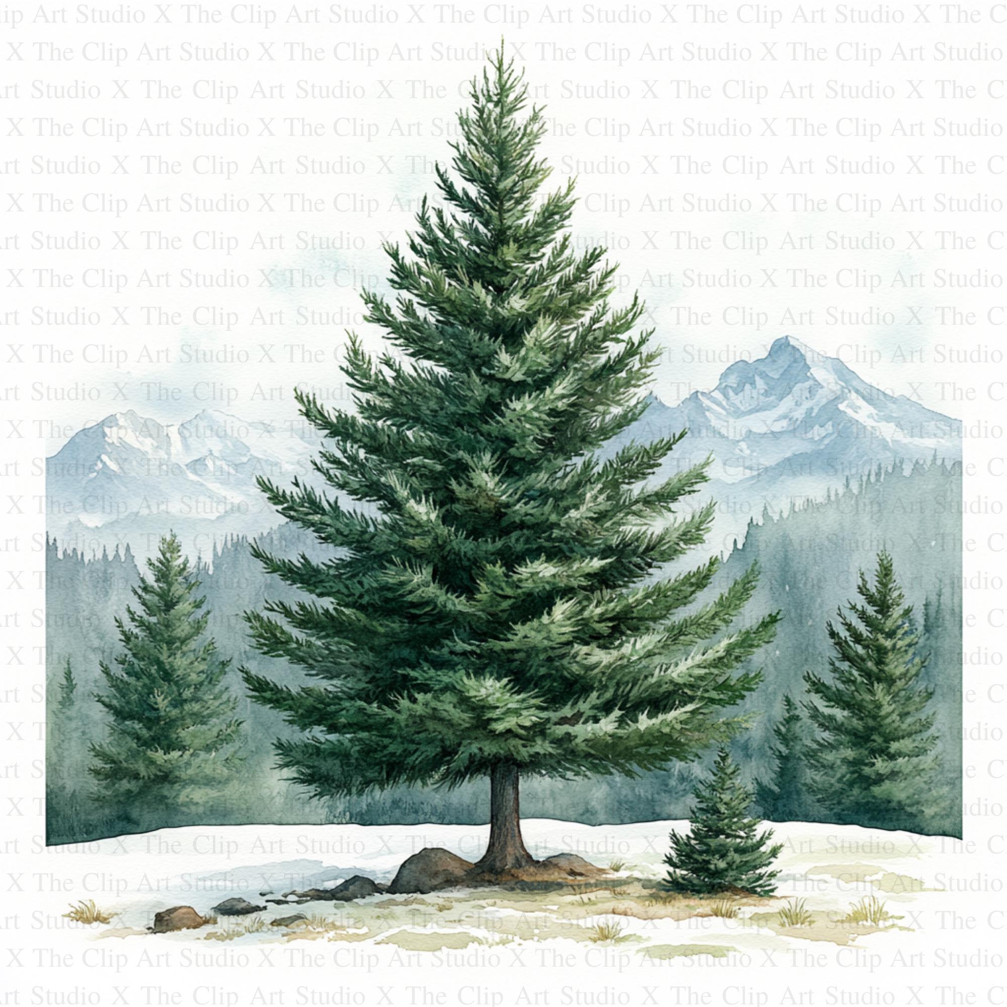 Fir Trees Clipart | 10 High Quality Jpgs | Digital Download | Botanical ...