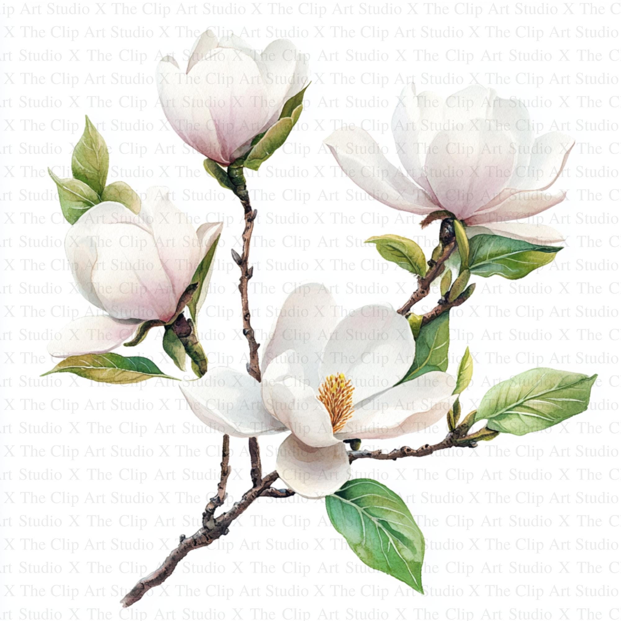Magnolia Branches Clipart | 10 High Quality Jpgs | Instant Digital ...